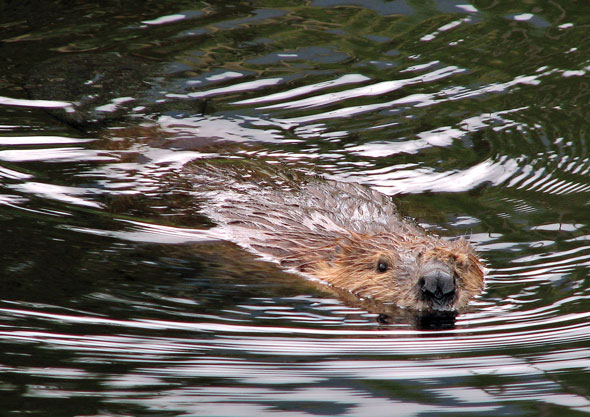 An Ode to the Beaver – Whistler Museum and Archives Society