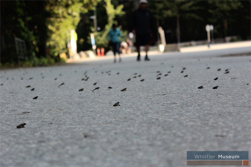 The Great Toad Migration – Whistler Museum and Archives Society